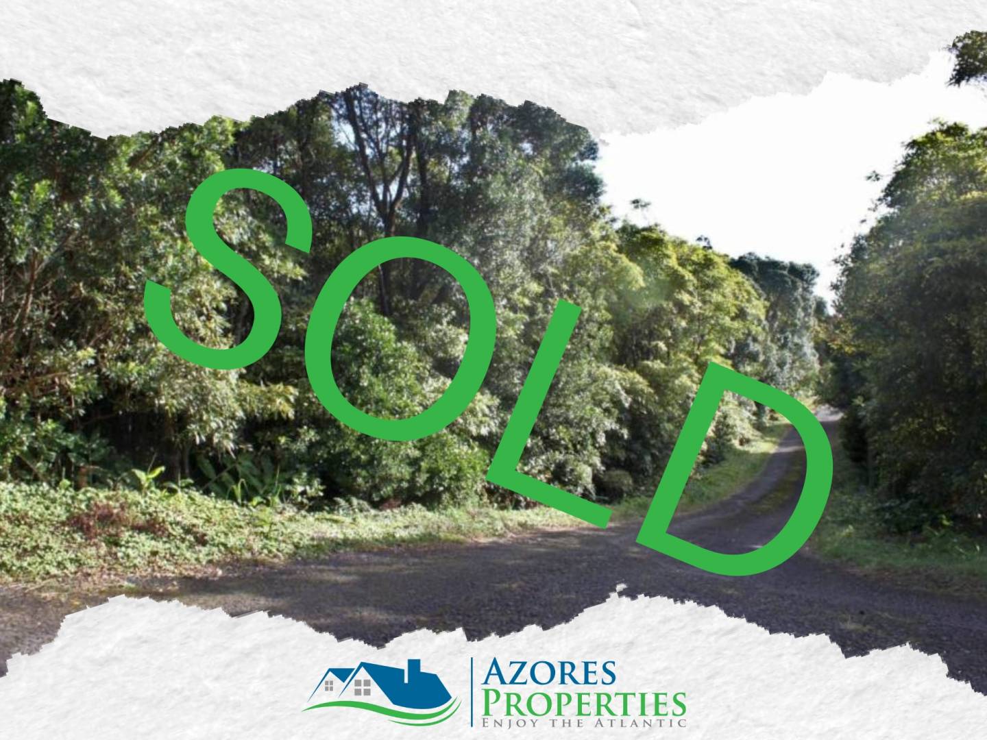 Large forest plot in the Varadouro area (Capelo), Faial island - Azores ...